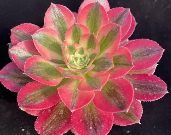 4'' Aeonium 'pink Witch', Robust Plant, Rare Colorful Succulent ...