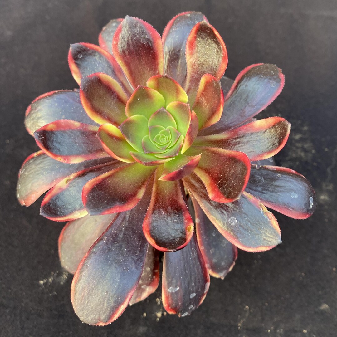 4'' Aeonium 'super Bang', Rare Colorful Succulent, Indoor Gift ...