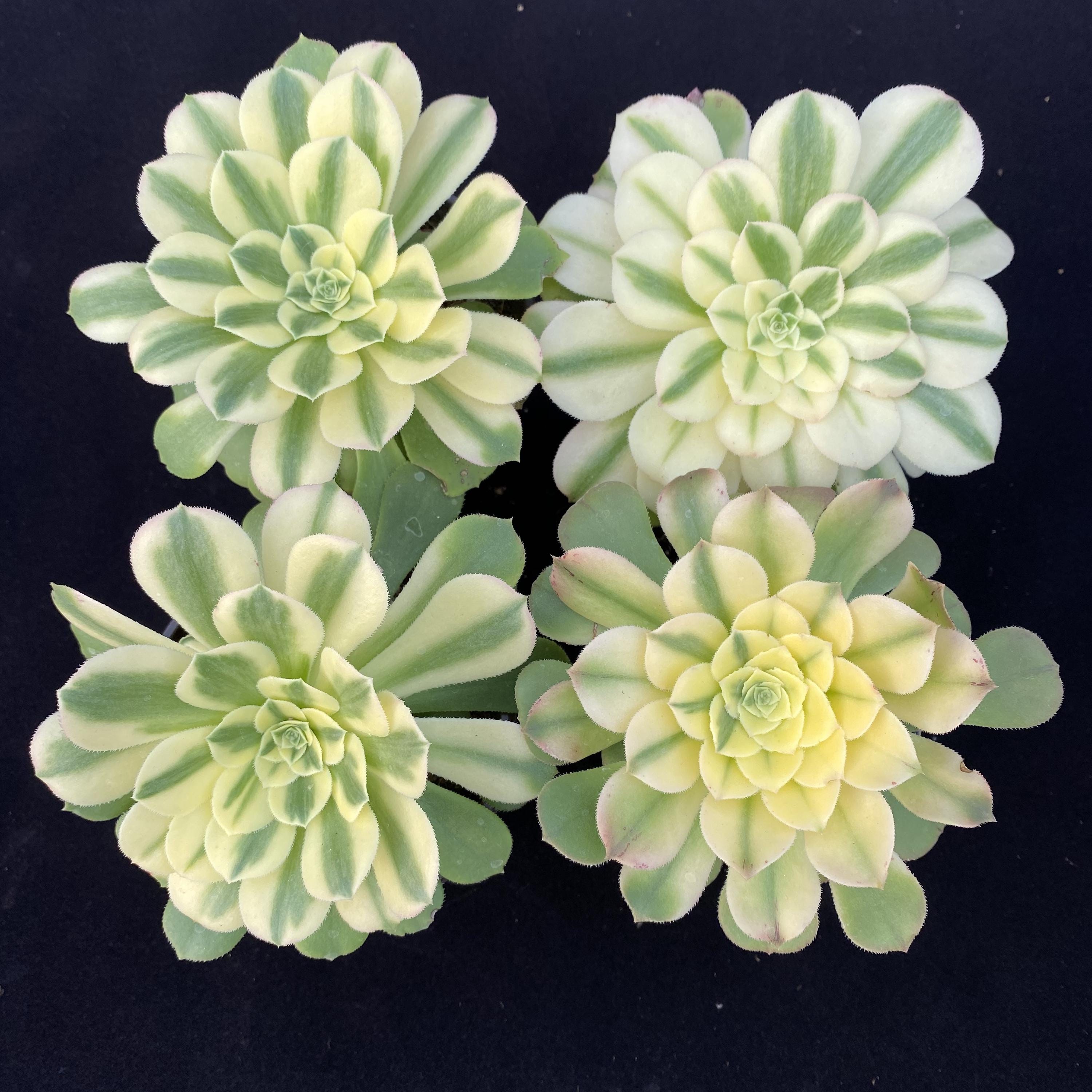 4'' Aeonium 'maybach', Rare Colorful Succulent, Indoor Gift, Variegated ...