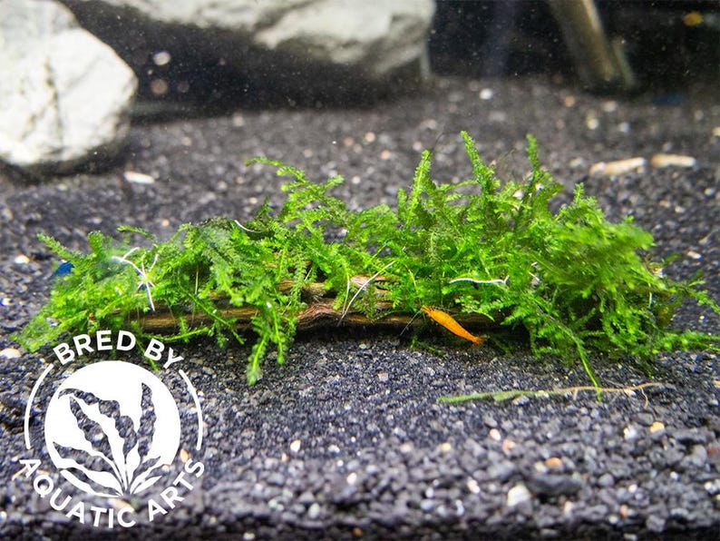 Java Moss on Cholla Wood: Live Aquarium Plant for Shrimp Tank - Etsy