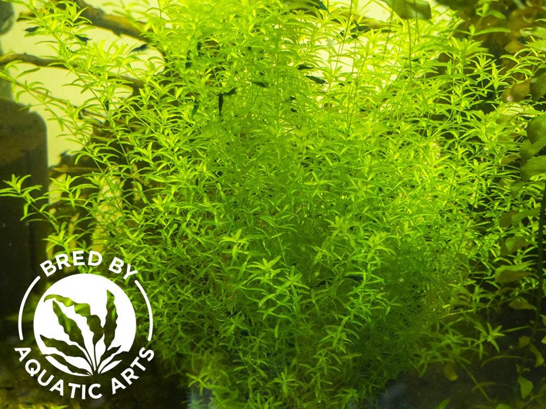 Pearl Weed Aquarium Plant – Hemianthus Micranthemoides, Aquatic Arts ...