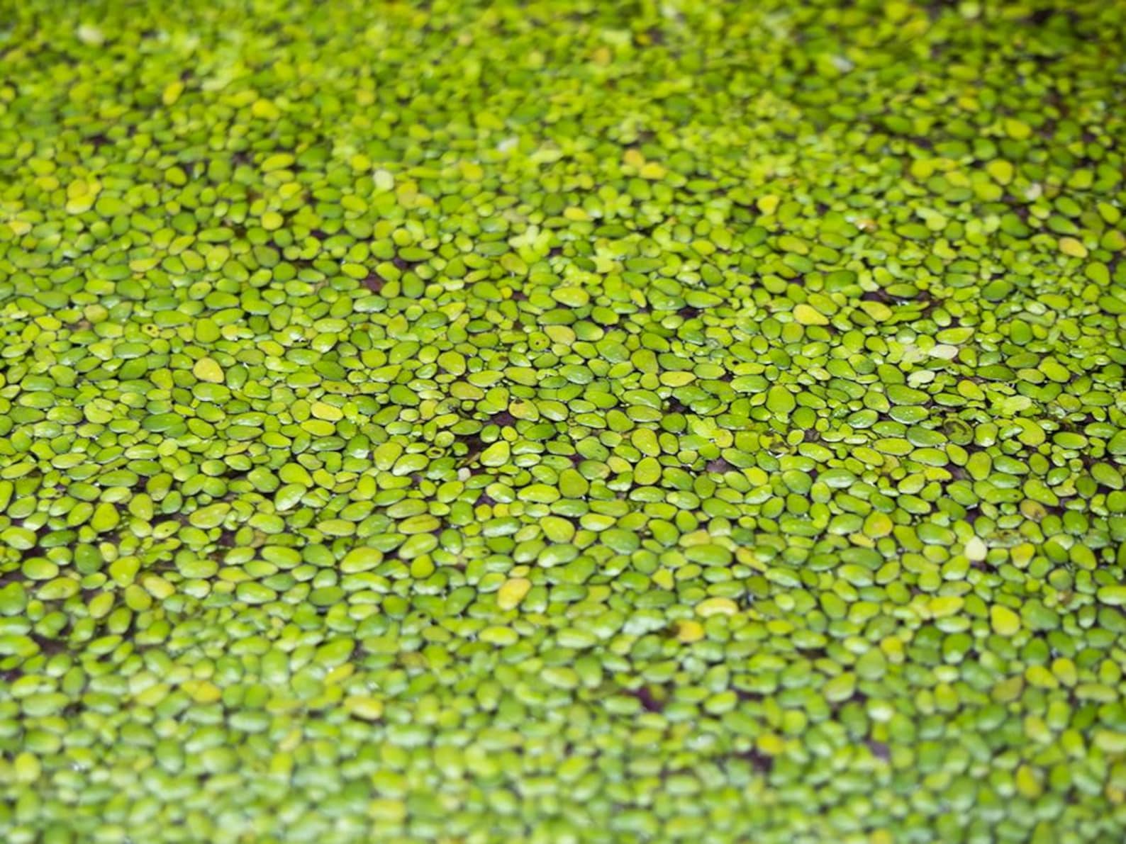 Live Duckweed: Natural Aquarium Water Filter & Fish Food - Etsy