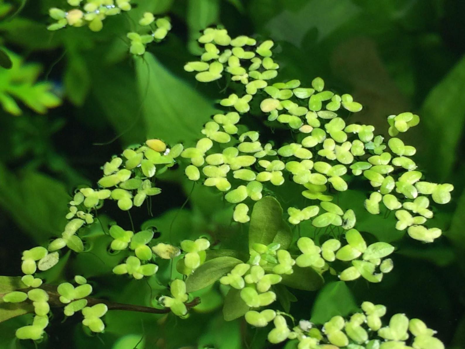 Live Duckweed: Natural Aquarium Water Filter & Fish Food - Etsy