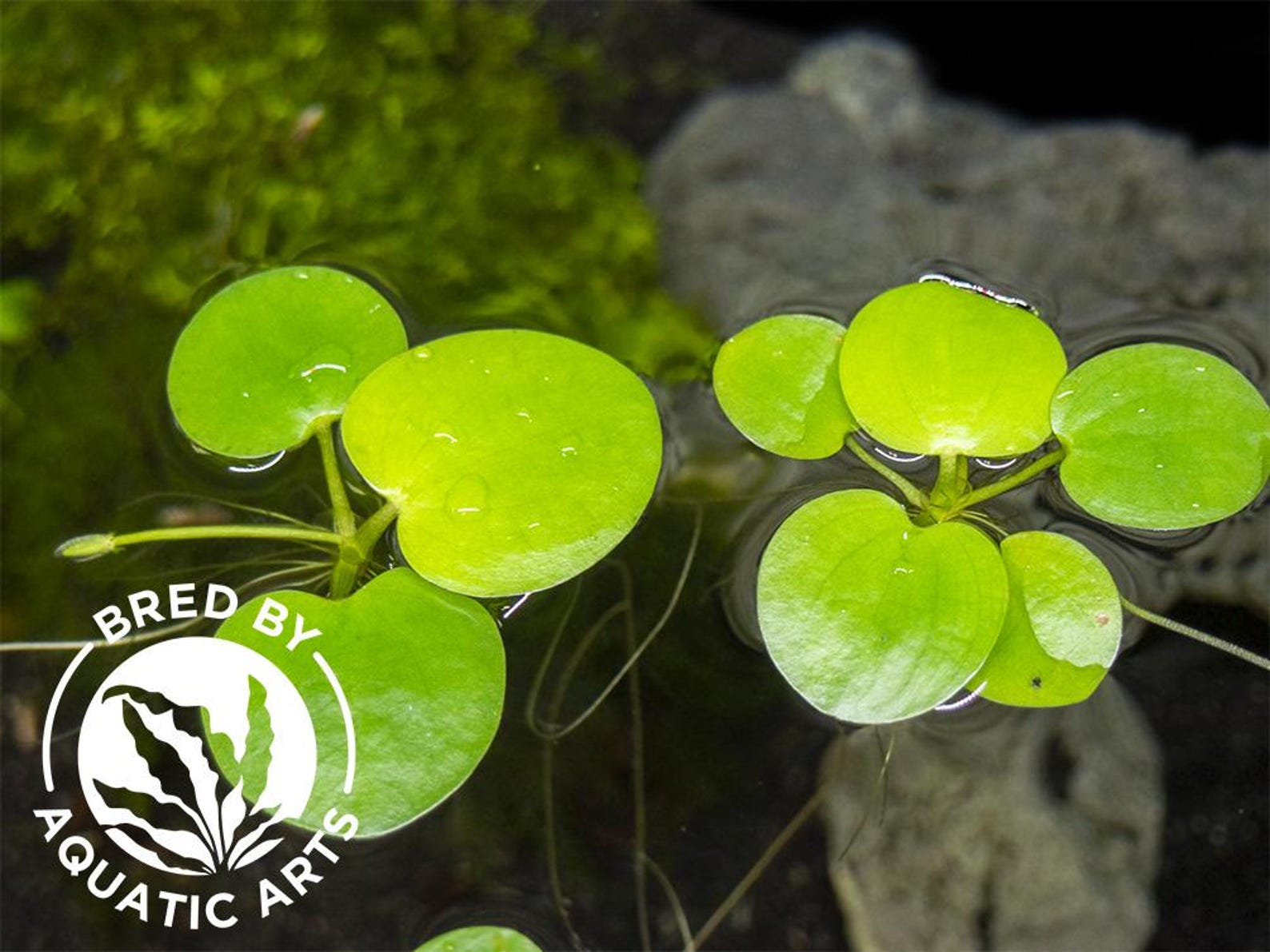 Amazon Frogbit Floating Plant – Live Aquarium Pond Floaters - Etsy