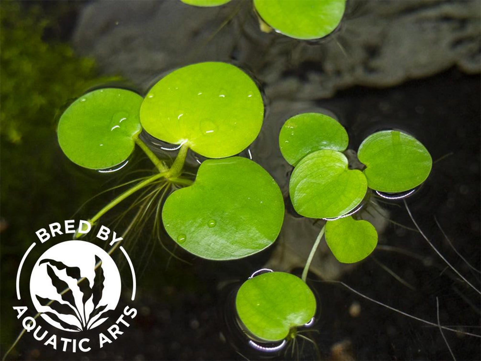 Amazon Frogbit Floating Plant – Live Aquarium / Pond Floaters, Natural ...