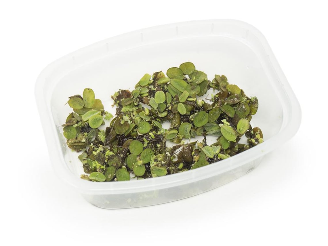 Floating Plant Combo Pack – Duckweed, Water Spangles & Fairy Fern ...