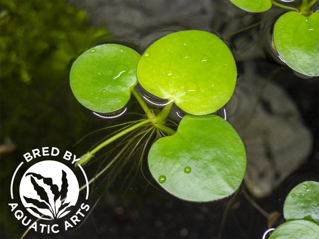 Amazon Frogbit Floating Plant – Live Aquarium / Pond Floaters, Natural ...