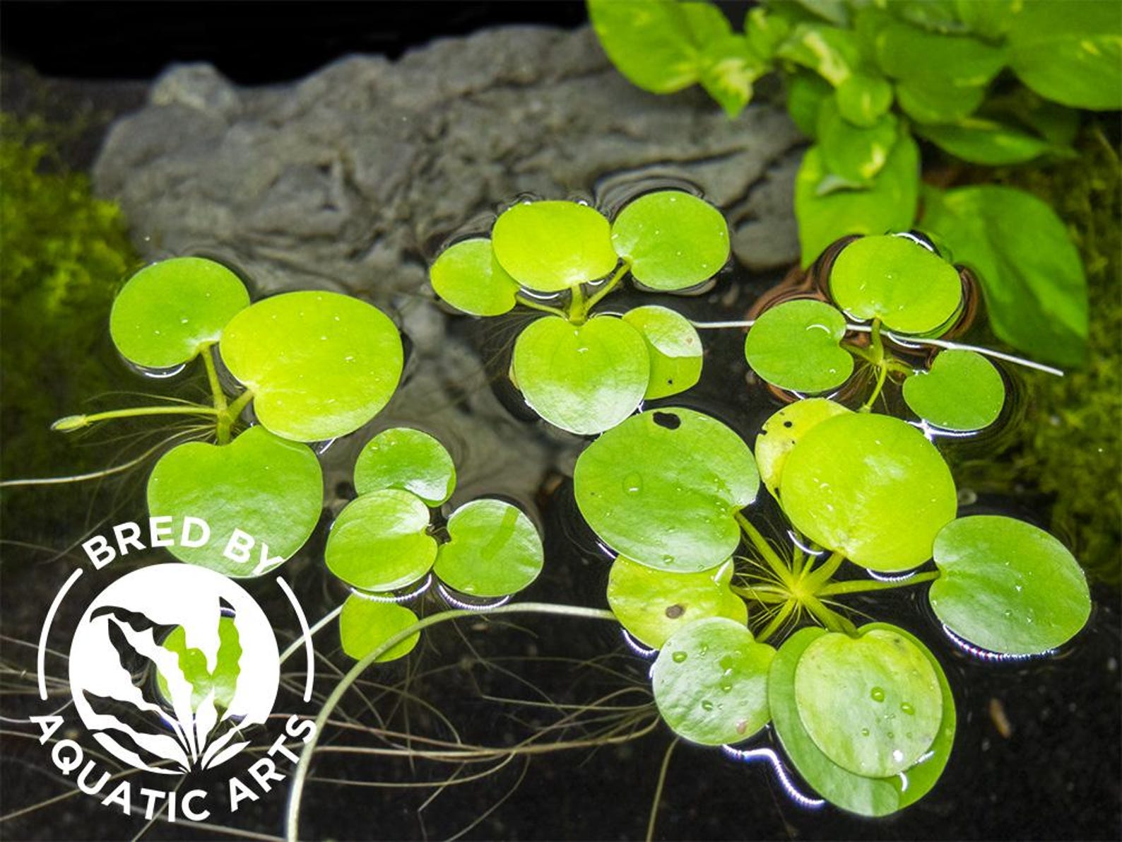Amazon Frogbit Floating Plant – Live Aquarium Pond Floaters - Etsy