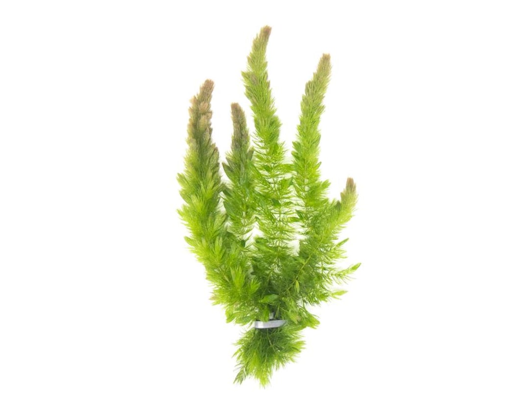 Hornwort Live Aquarium Plant: Oxygenating, Fast-growing Aquatic Arts ...