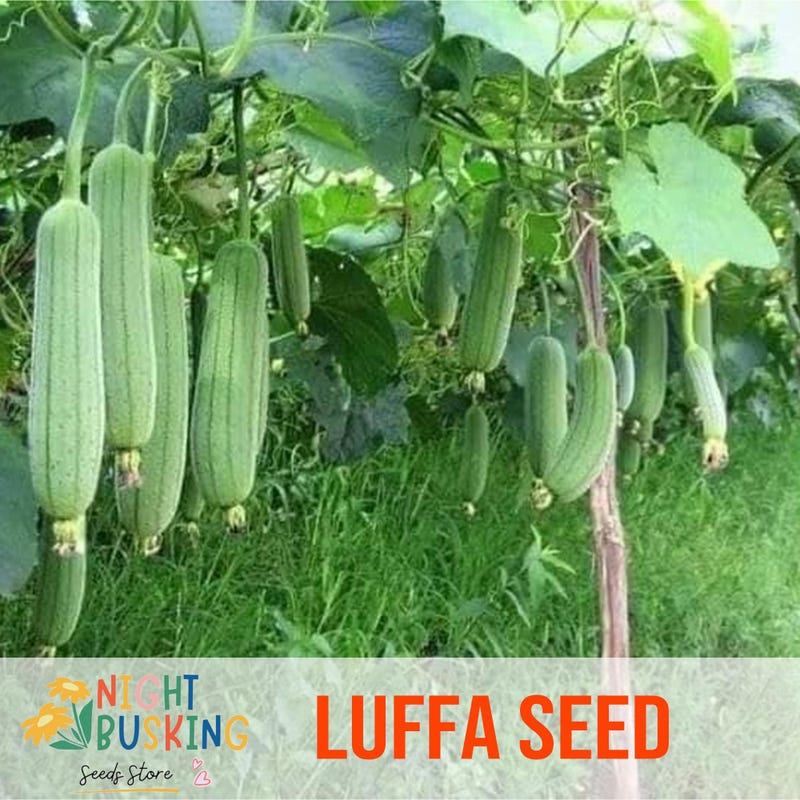 Luffa Seeds - Etsy