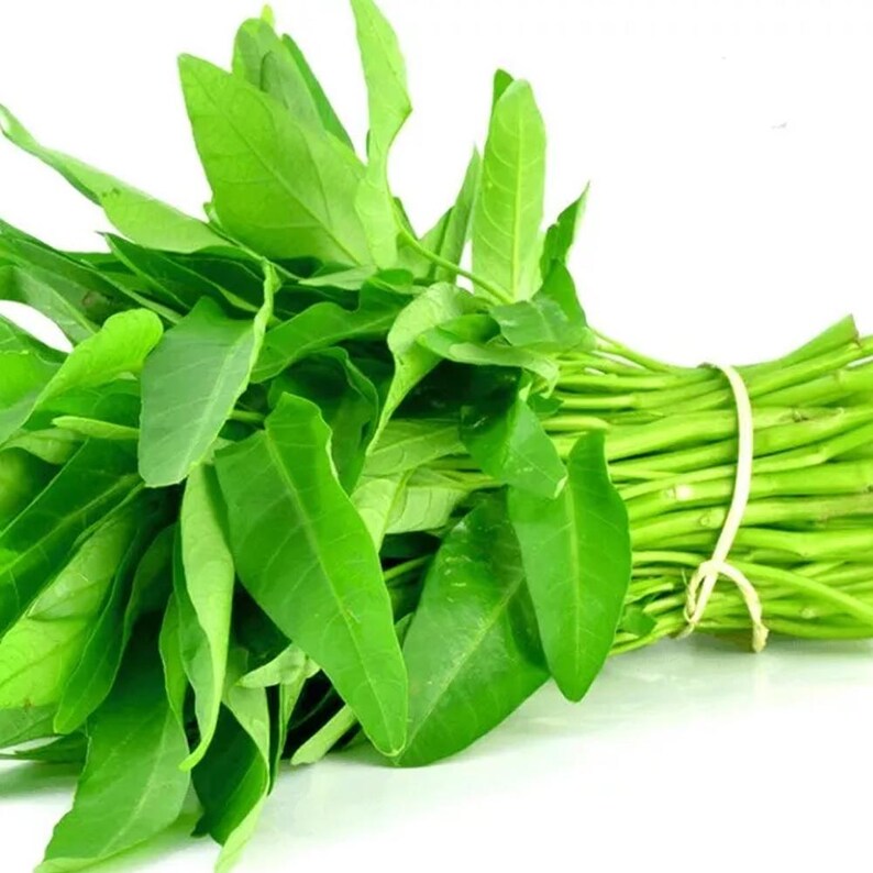 Water Spinach Seeds - Rau Muong - Water Morning Glory Seeds, Water ...