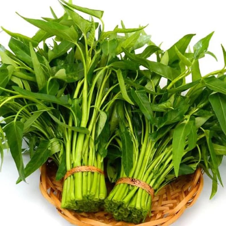 Water Spinach Seeds - Rau Muong - Water Morning Glory Seeds, Water ...