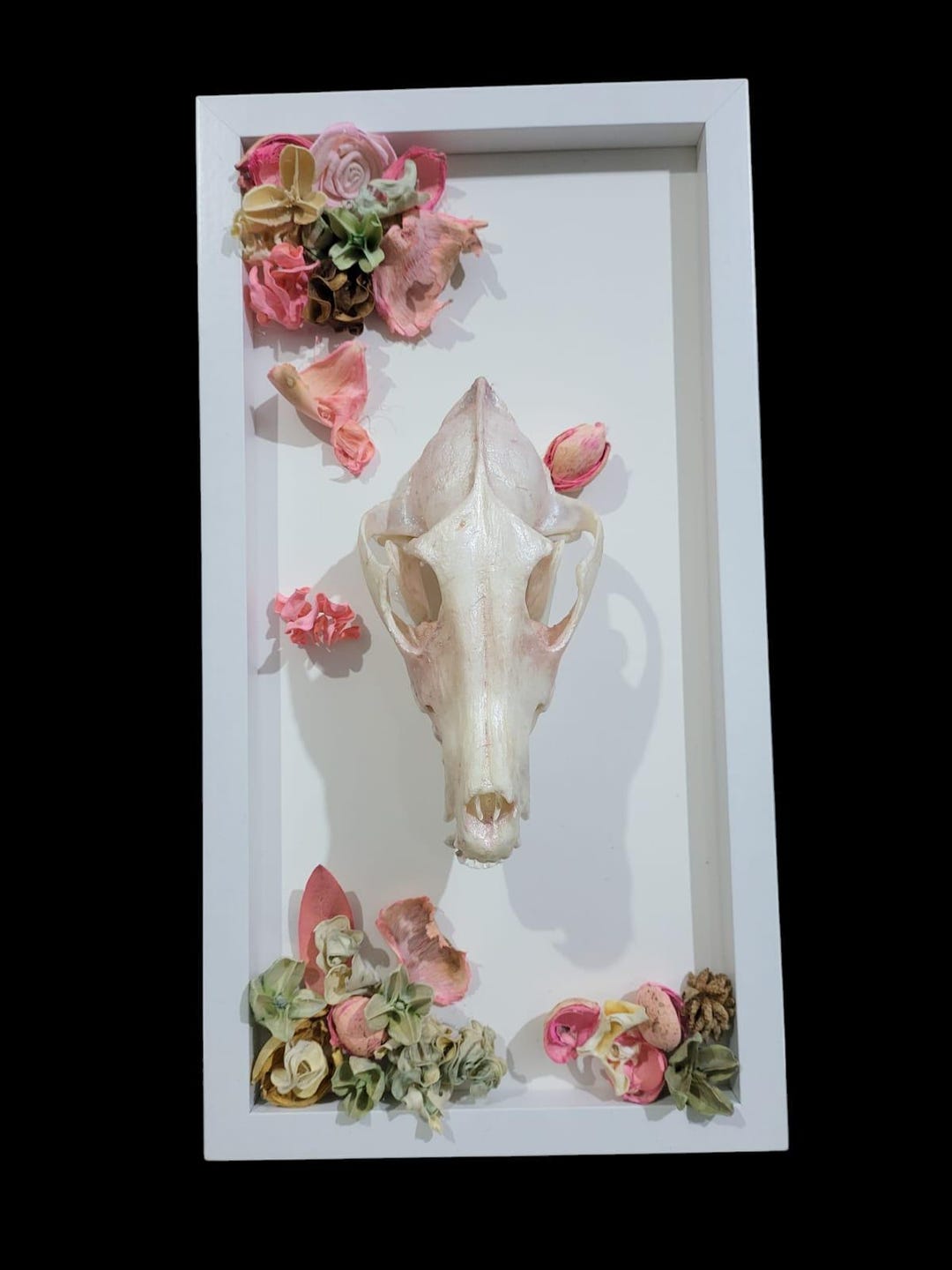 Real Jackal Skull With Flowers in Frame - Etsy