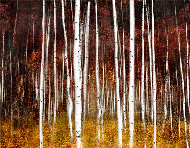 Large Abstract Aspen Tree Canvas Wall Art Print Giclee Nature Scene ...