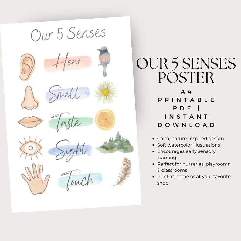 Five Senses Poster, Educational Classroom Decor, Watercolor Classroom ...