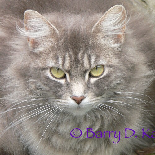 Cat Photo Print. Cat Photography. Photo Print Wall Art. Square - Etsy