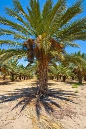 Israel, Vintage Coin Charm - It's a Date... a Date Palm Tree ...