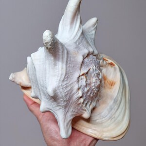 Large 7-9" Cassis Cornuta Queen Helmet Shell – Natural Seashell for ...