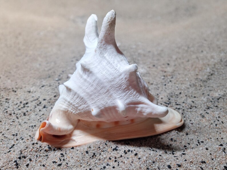 Large 7-9" Cassis Cornuta Queen Helmet Shell – Natural Seashell for ...