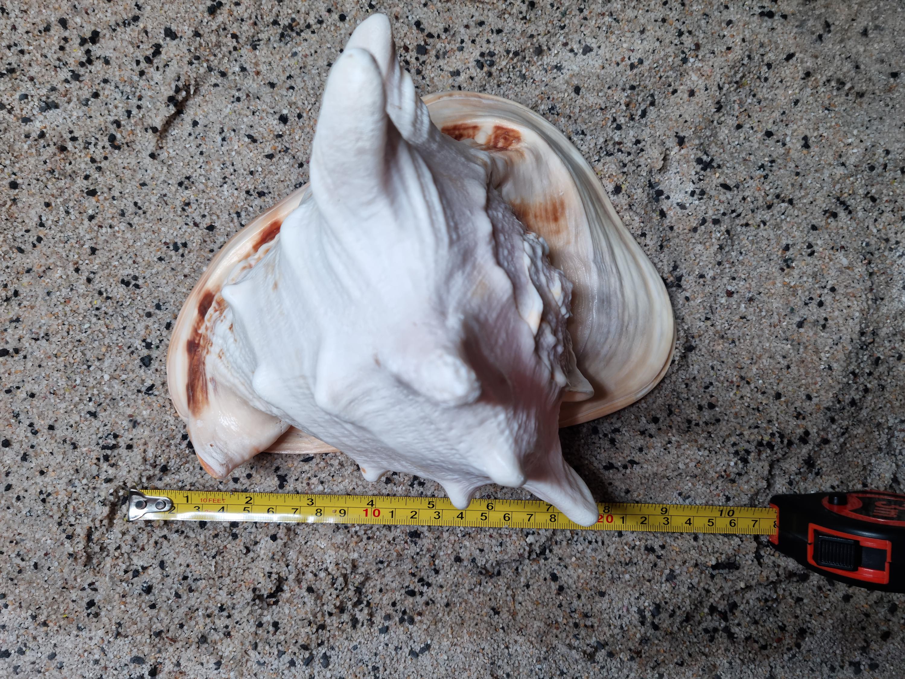 Large 7-9" Cassis Cornuta Queen Helmet Shell – Natural Seashell for ...