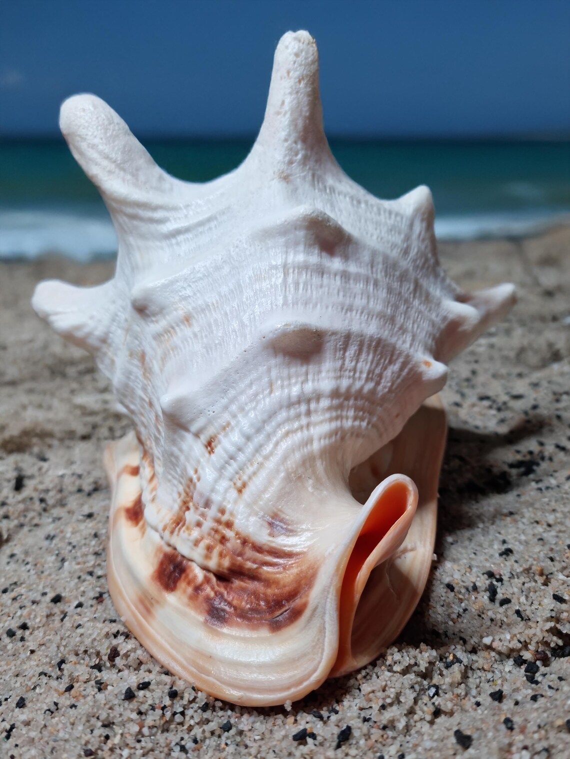 Large 7-9" Cassis Cornuta Queen Helmet Shell – Natural Seashell for ...