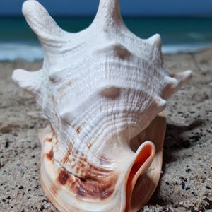 Large 7-9" Cassis Cornuta Queen Helmet Shell – Natural Seashell for ...