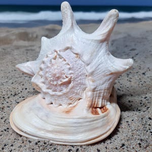 Large 7-9" Cassis Cornuta Queen Helmet Shell – Natural Seashell for ...