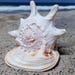 Large 7-9" Cassis Cornuta Queen Helmet Shell – Natural Seashell for ...