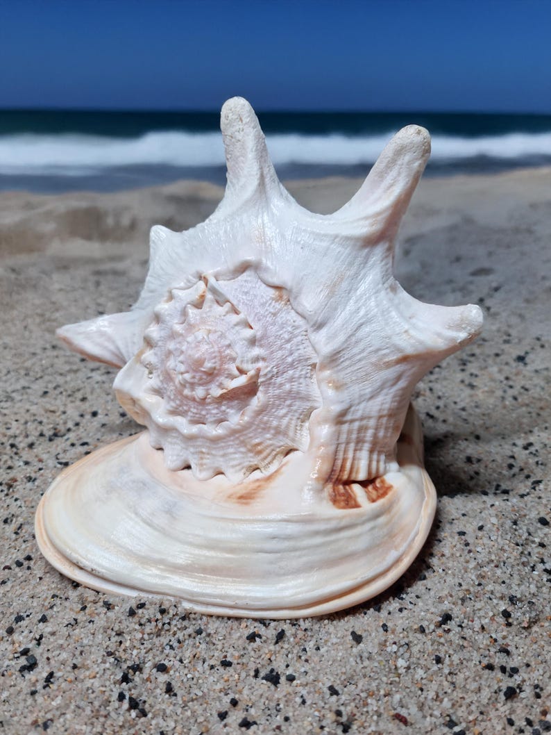 Large 7-9" Cassis Cornuta Queen Helmet Shell – Natural Seashell for ...