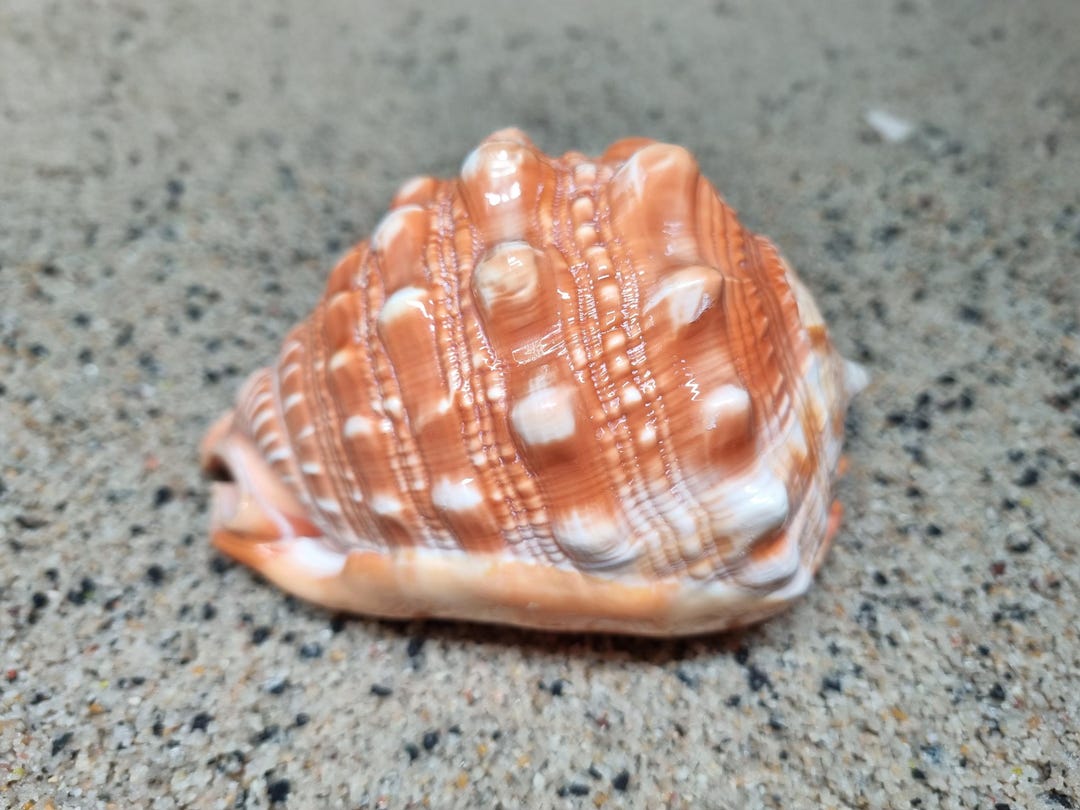 GIANT 4-6" Cassis Rufa Helmet Shell – Red Bull Mouth Sea Shell for ...