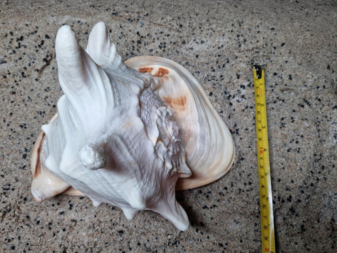 Large 7-9" Cassis Cornuta Queen Helmet Shell – Natural Seashell for ...