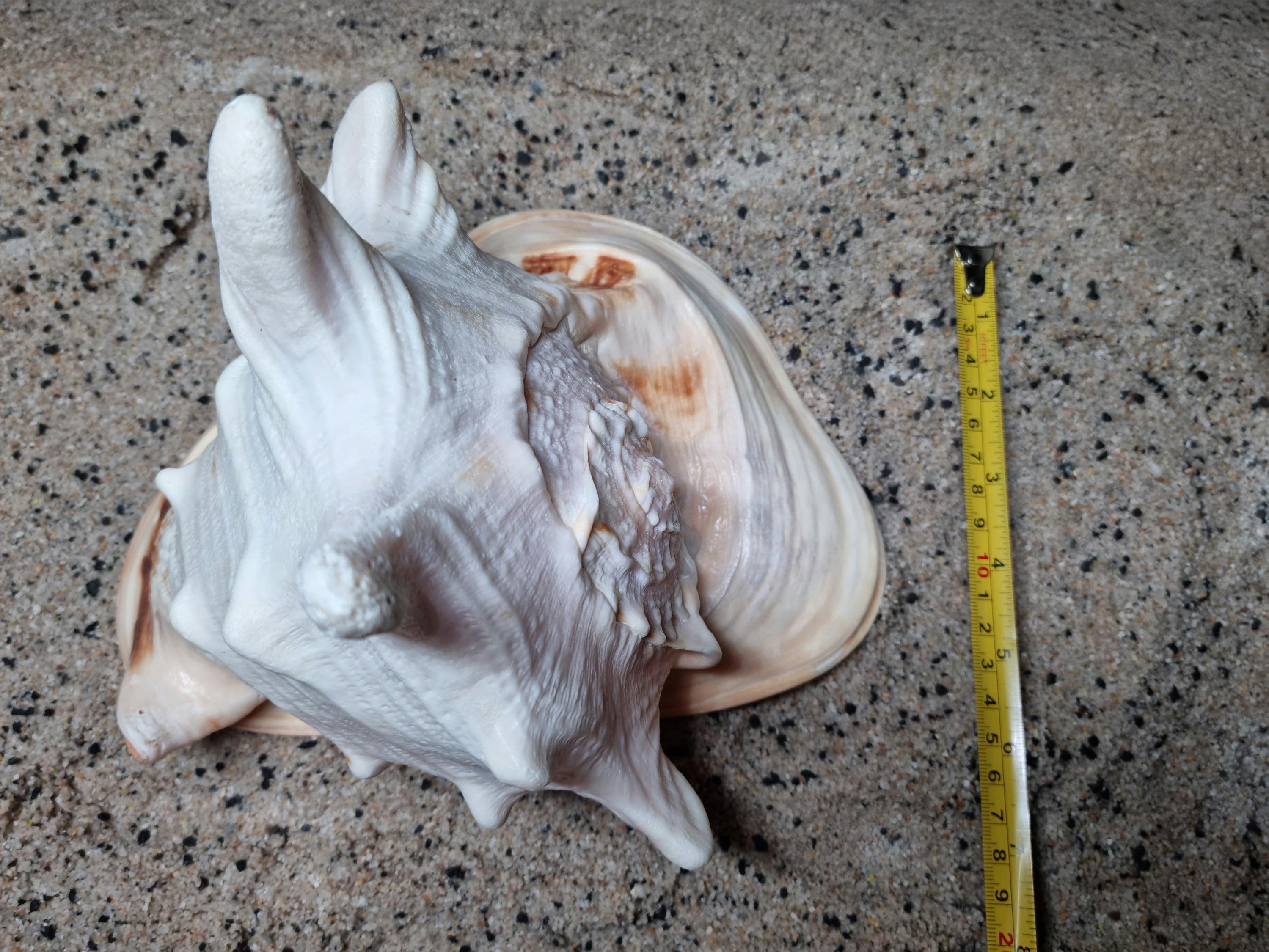 Large 7-9" Cassis Cornuta Queen Helmet Shell – Natural Seashell for ...