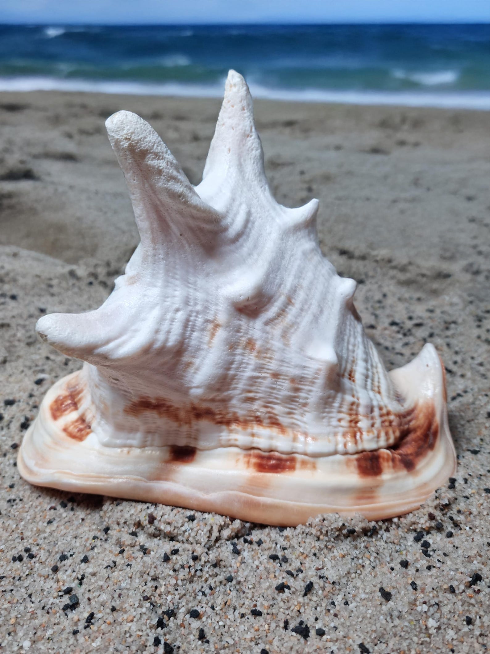 Large 7-9" Cassis Cornuta Queen Helmet Shell – Natural Seashell for ...