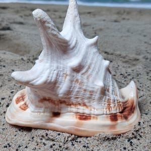 Large 7-9" Cassis Cornuta Queen Helmet Shell – Natural Seashell for ...