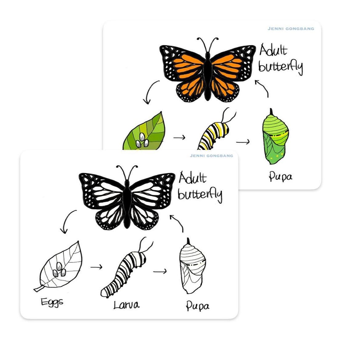 Monarch Butterfly Lifecycle Printable Coloring Page – Educational ...