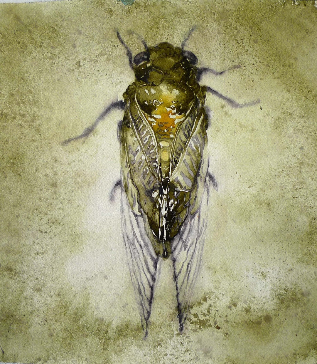 CICADA Stunning and Seductive Archival and Organic Print of Cicada ...