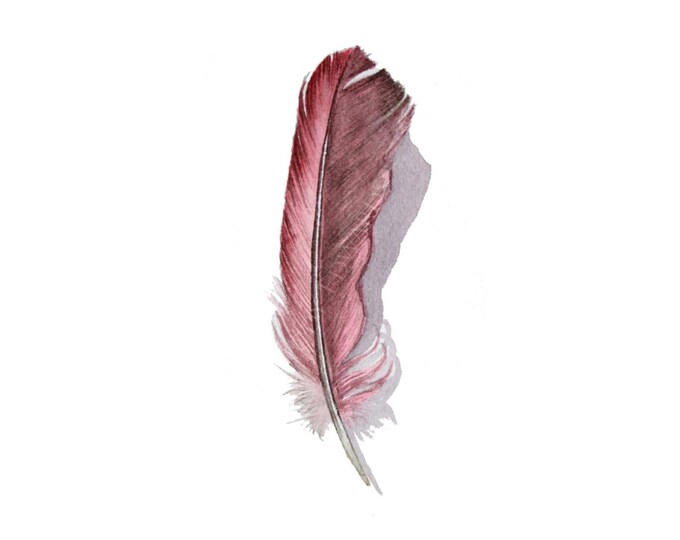 Cardinal Feather Study - Original Feather Painting - Etsy