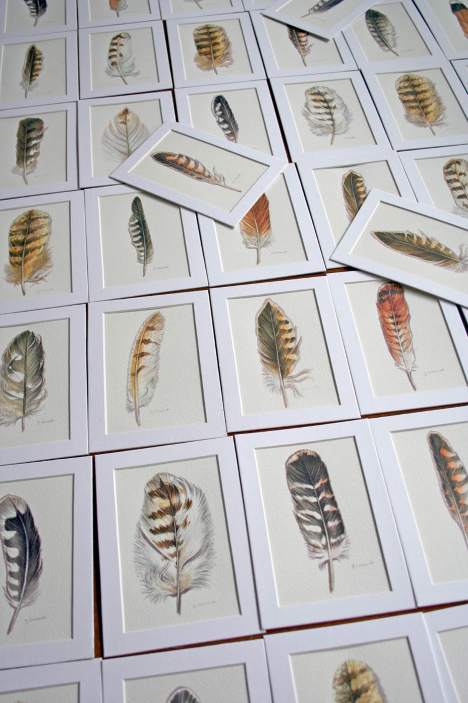 Raptor Feather Collection Archival Quality Prints - Etsy