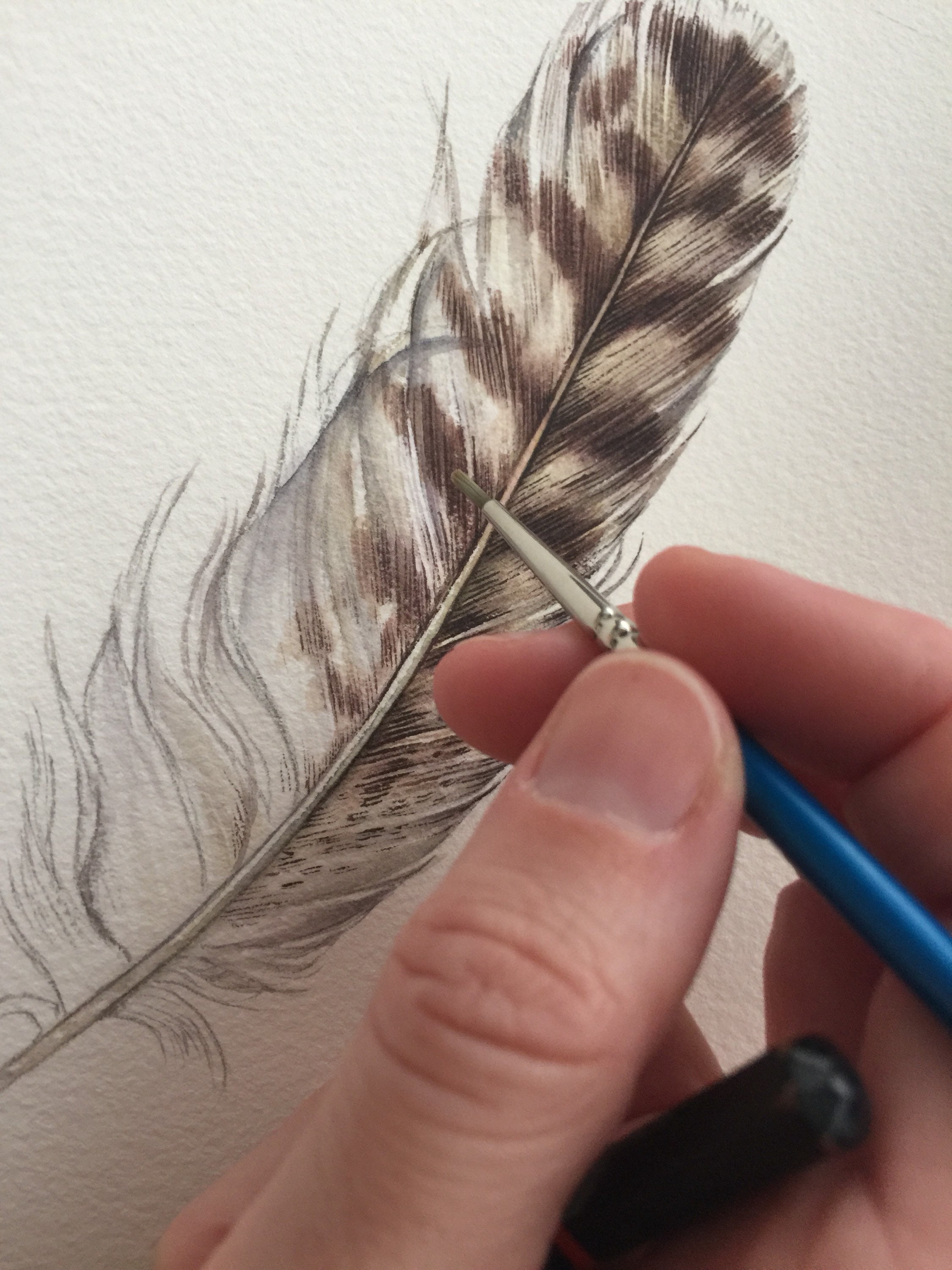 Red Tail Hawk Feather Tattoo