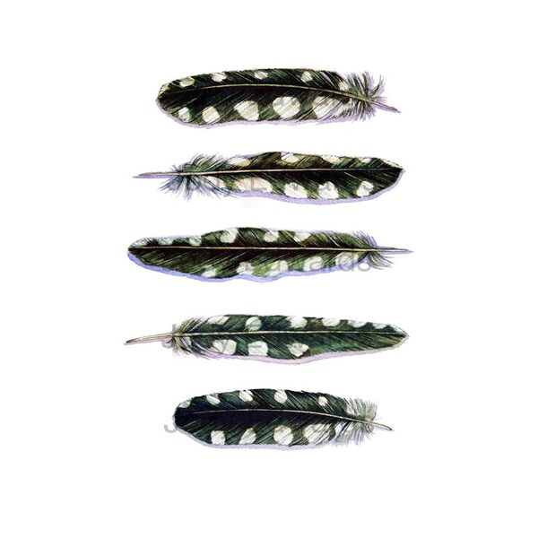 Woodpecker Feathers - Etsy