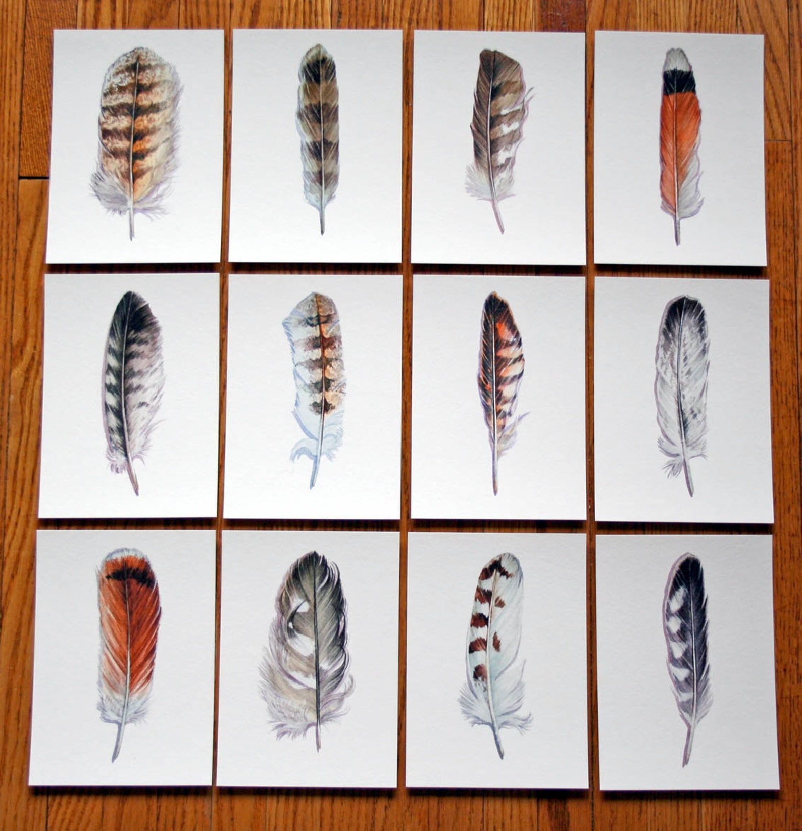 Raptor Feather Collection Archival Quality Prints | Etsy