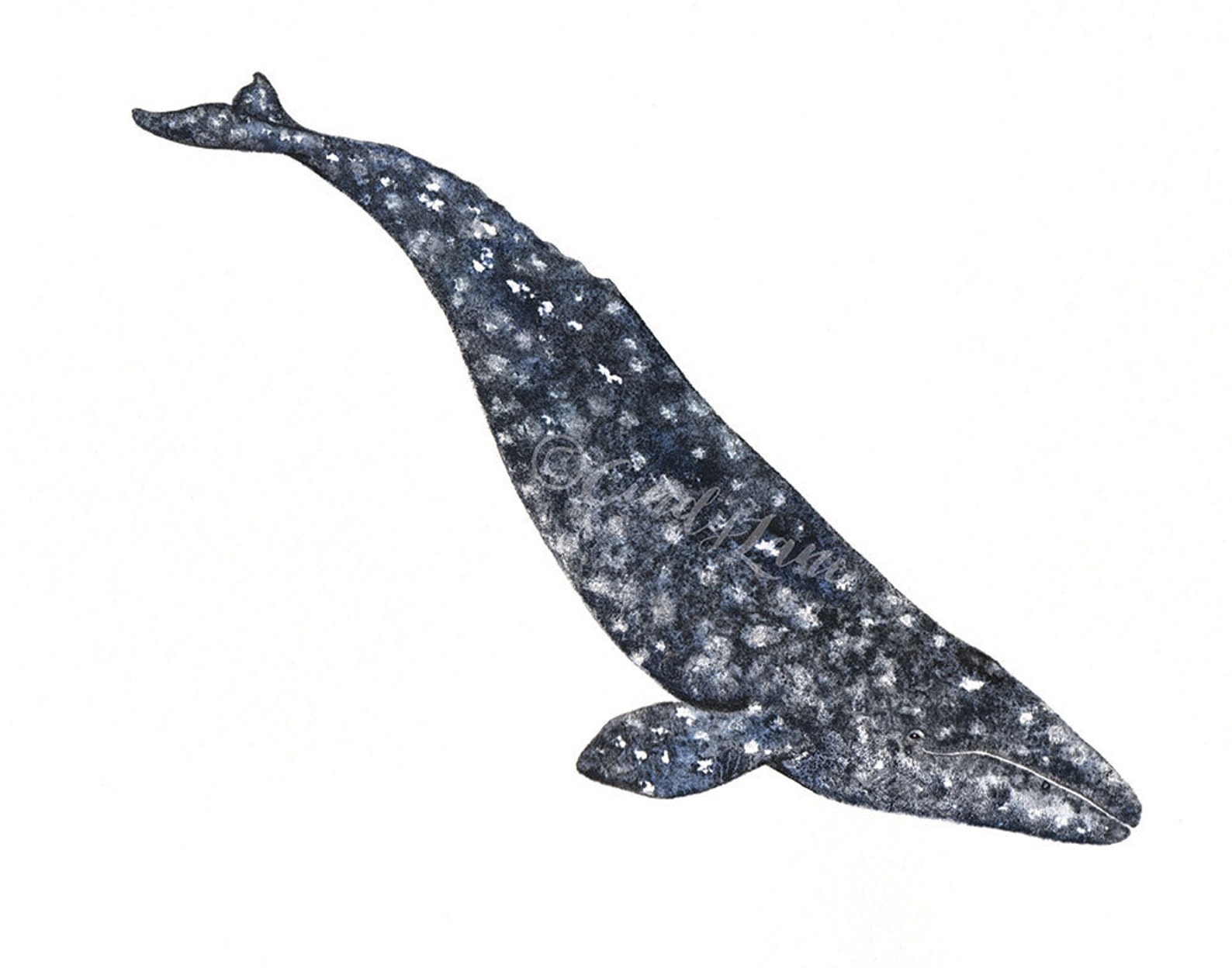 Watercolor Gray Whale Printable Art Whale Art Printable Art - Etsy