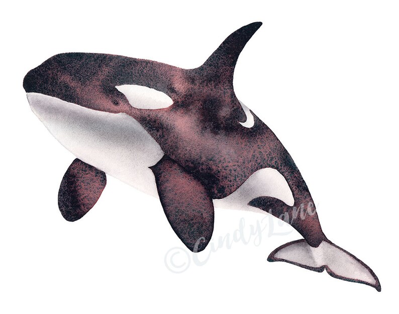 Shadow Violet Orca Digital Download Print Printable Art | Etsy