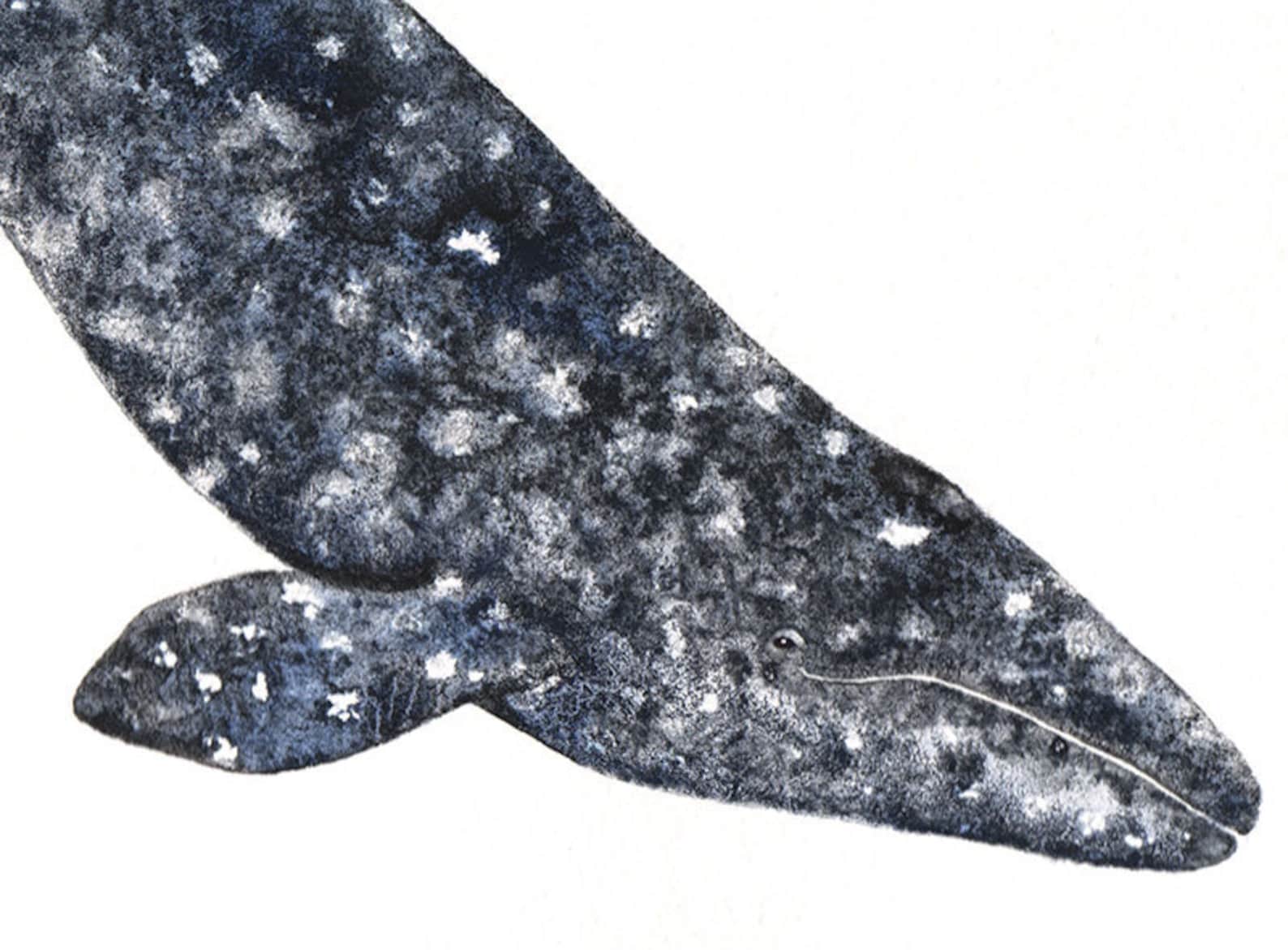 Watercolor Gray Whale Printable Art Whale Art Printable Art - Etsy