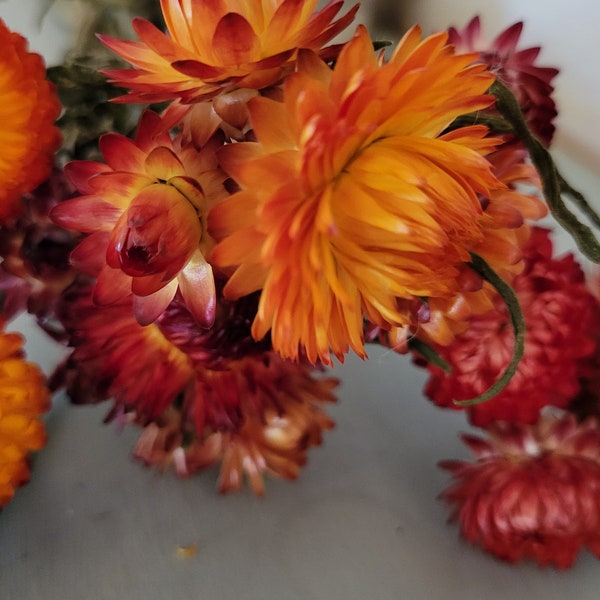 Strawflowers - Etsy
