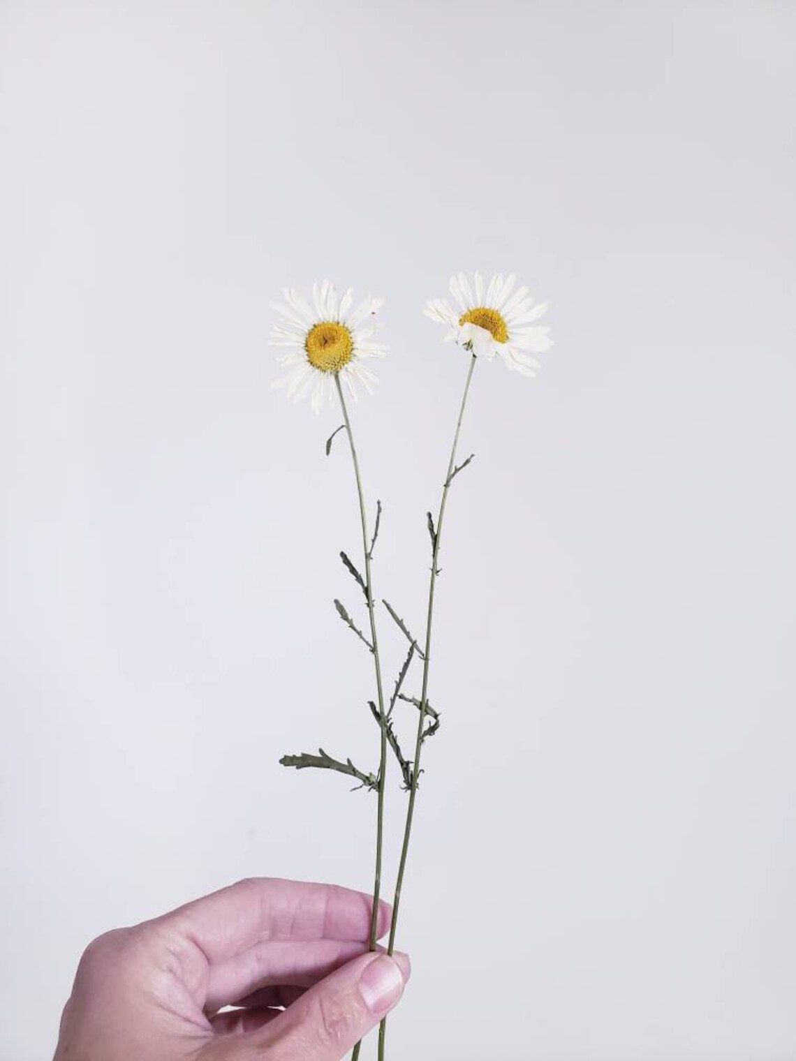 Pressed Flowers / Daisy / Shasta Daisy / 10 Pc With Stems - Etsy