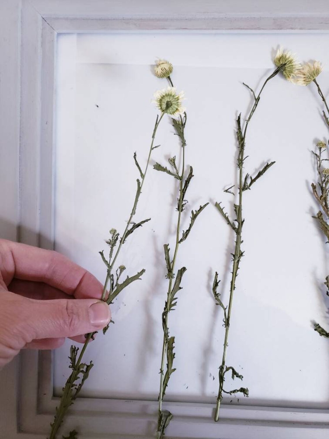 Pressed Flowers / Daisy / Shasta Daisy / 10 Pc With Stems - Etsy