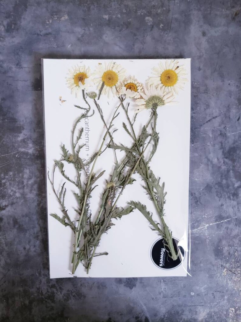 Pressed Flowers / Daisy / Shasta Daisy / 10 Pc With Stems - Etsy