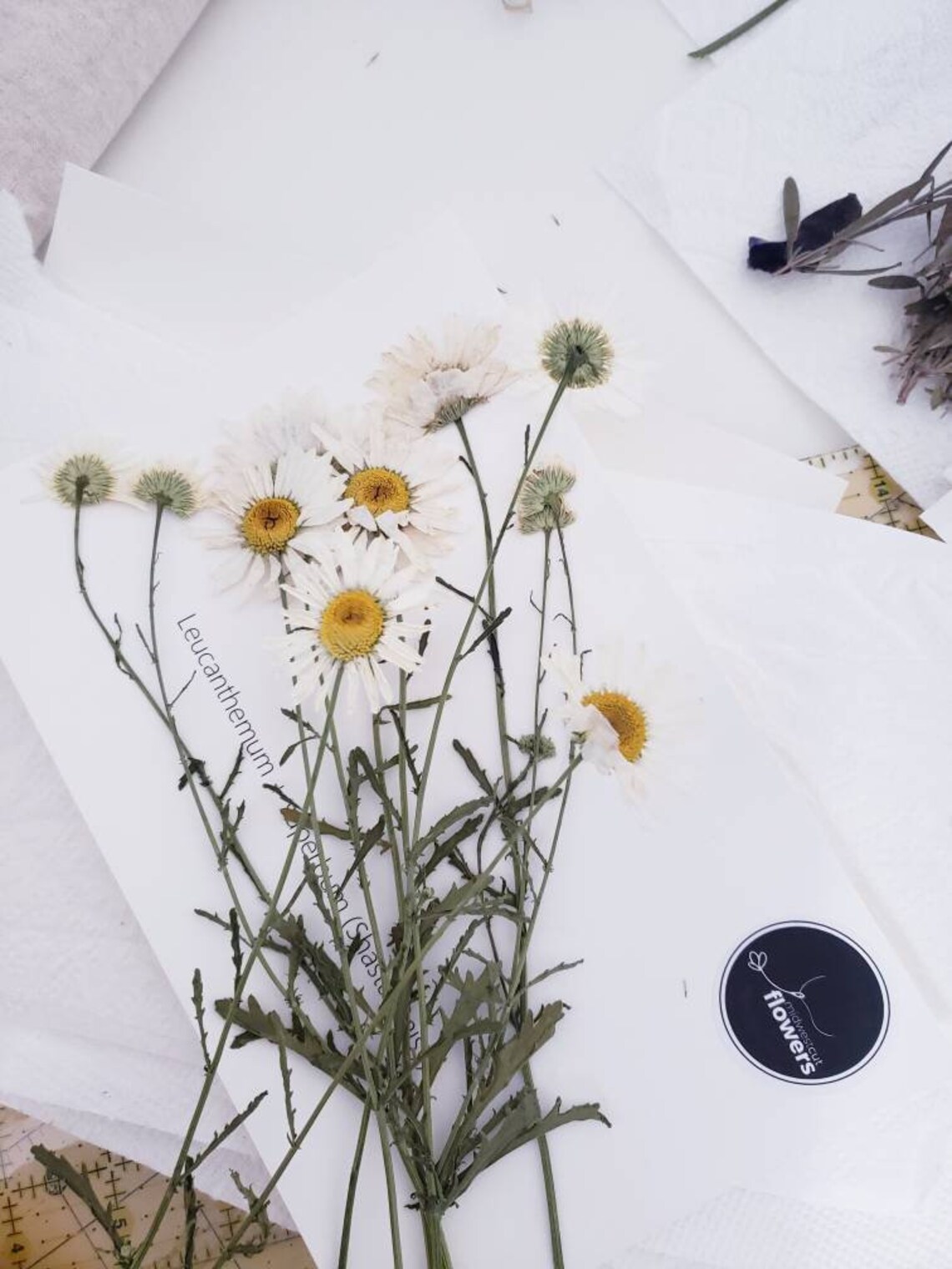 Pressed Flowers / Daisy / Shasta Daisy / 10 Pc With Stems - Etsy