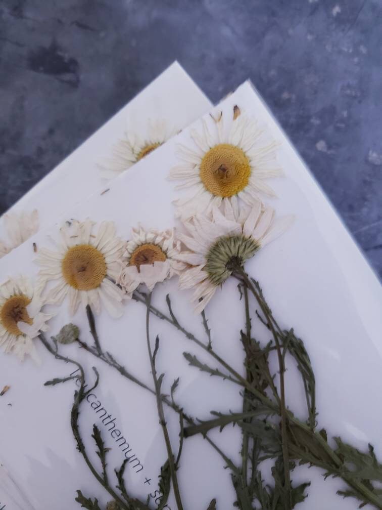 Pressed Flowers / Daisy / Shasta Daisy / 10 Pc With Stems - Etsy
